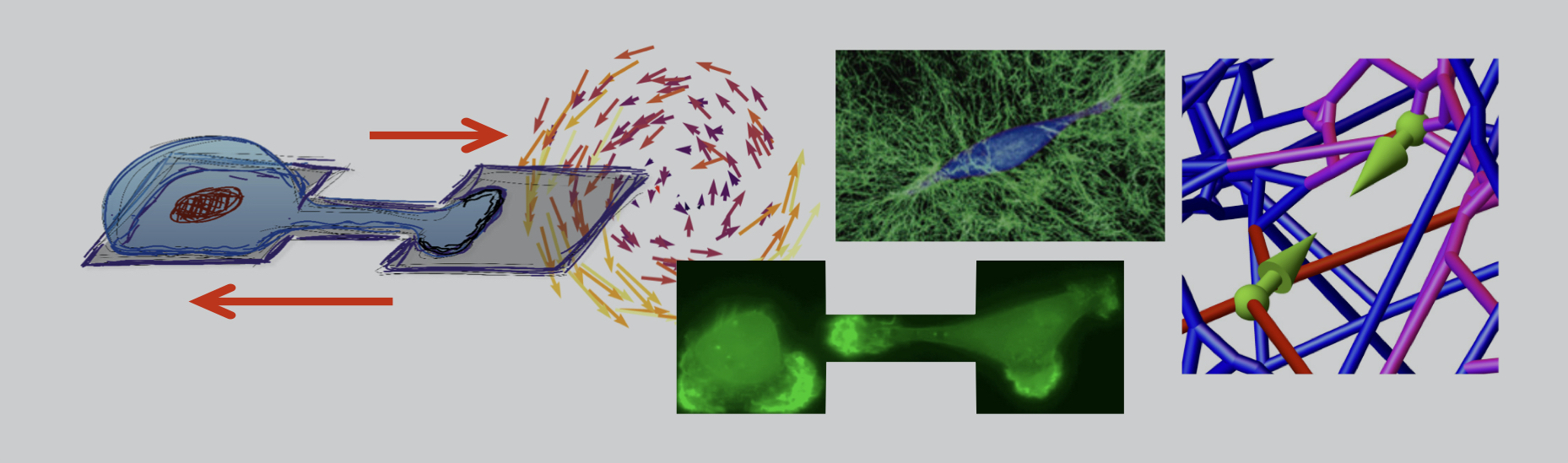 Cell and Tissue Dynamics - Broedersz Group